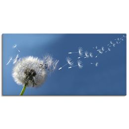 Artland Wandbild &raquo;Pusteblume&laquo; Blumen 1 Stk. tlg. als Leinwandbild, Poster in verschied. Gr&ouml;&szlig;en blau B/H/T: 100cm x 50cm, Leinwandbild Blumen Querformat, 1 Stk