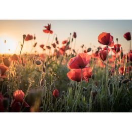 queence Acrylglasbild &raquo;Mohnblumenfeld mit Sonnenaufgang, Mohnblume&laquo; 1 Stk. tlg. mit schwebender 3D Tiefenwirkung, dank der rahmenlosen Befestigung rot