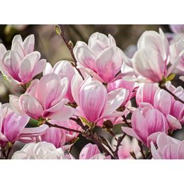 papermoon Fototapete &raquo;Magnolia Flowers&laquo; glatt bunt Vlies B/L: 4m x 2,6m, Bahnen: 8 Stk.