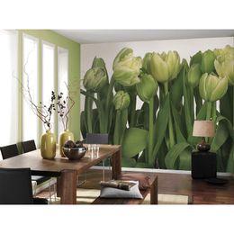 Komar Fototapete &raquo;Papier Fototapete - Tulips - Gr&ouml;&szlig;e 368 x 254 cm&laquo; Motiv bedruckt glatt gr&uuml;n Papier B/L: 3,68m, Rollen: 1