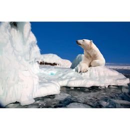 papermoon Fototapete &raquo;Polar Bear&laquo; glatt bunt Vlies B/L: 1,5m x 1,11m, Bahnen: 7 Stk.