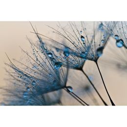 papermoon Fototapete &raquo;Abstract Dandelions&laquo; glatt bunt Vlies B/L: 3,5m x 2,6m, Bahnen: 7 Stk.