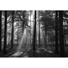 papermoon Fototapete &raquo;Forrest morning in black & white&laquo; glatt bunt Vlies B/L: 1,5m x 1,11m, Bahnen: 7 Stk.