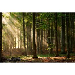 papermoon Fototapete &raquo;Autumn Forest&laquo; glatt bunt Vlies B/L: 2m x 1,49m, Bahnen: 4 Stk.