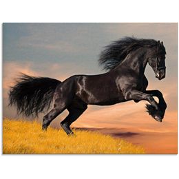 Artland Glasbild &raquo;Friesischer Hengstgalopp&laquo; Haustiere 1 Stk. tlg. in verschiedenen Gr&ouml;&szlig;en schwarz B/H/T: 60cm x 45cm, Glasbild Haustiere, 1 Stk.