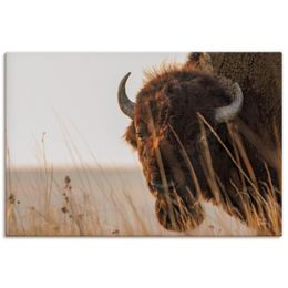 Artland Wandbild &raquo;Bison Sunset&laquo; Wildtiere 1 Stk. tlg. als Alubild, Leinwandbild, Poster, Wandaufkleber in verschied. Gr&ouml;&szlig;en braun Leinwand B/H/T: 120cm x 80cm
