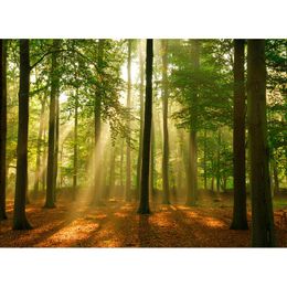 papermoon Fototapete &raquo;Forest in the Morning&laquo; glatt bunt Vlies B/L: 1,5m x 1,11m, Bahnen: 7 Stk.