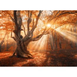papermoon Fototapete &raquo;Magical Old Tree&laquo; glatt bunt Vlies B/L: 2m x 1,49m, Bahnen: 4 Stk.
