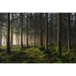papermoon Fototapete &raquo;Photo-Art BENNY PETTERSSON, WALD EIN GEF&Uuml;HL VON FR&Uuml;HLING&laquo; bunt Vlies B/L: 3,5m x 2,6m, Bahnen: 7 Stk.