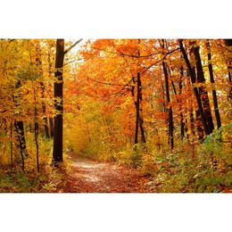 papermoon Fototapete &raquo;Autum Forest&laquo; glatt bunt Vlies B/L: 2m x 1,49m, Bahnen: 4 Stk.