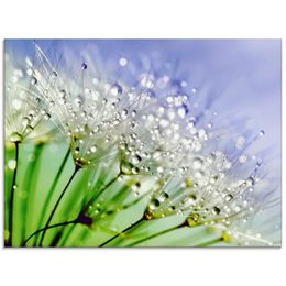Artland Glasbild &raquo;Glitzernde Pusteblume&laquo; Blumen 1 Stk. tlg. in verschiedenen Gr&ouml;&szlig;en blau B/H/T: 60cm x 45cm, Glasbild Blumen Querformat, 1 Stk.
