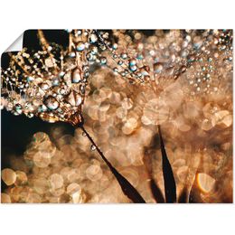 Artland Wandbild &raquo;Pusteblume Goldschimmer&laquo; Blumen 1 Stk. tlg. als Alubild, Leinwandbild, Poster in verschied. Gr&ouml;&szlig;en gold B/H/T: 120cm x 90cm, Poster Blumen, 