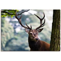 Artland Leinwandbild &raquo;Hirsch&laquo; Wildtiere 1 Stk. tlg. auf Holzrahmen gespannt beige B/H/T: 100cm x 70cm, Leinwandbild Wildtiere, 1 Stk.