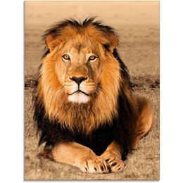 Artland Glasbild &raquo;L&ouml;we&laquo; Wildtiere 1 Stk. tlg. in verschiedenen Gr&ouml;&szlig;en braun B/H/T: 60cm x 80cm, Glasbild Wildtiere, 1 Stk.