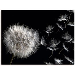 Artland Wandbild &raquo;Pusteblume&laquo; Blumenbilder 1 Stk. tlg. als Leinwandbild, Poster in verschied. Gr&ouml;&szlig;en schwarz B/H/T: 60cm x 45cm, Leinwandbild Blumenbilder 