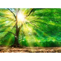 Livingwalls living walls Fototapete &raquo;Designwalls Forest Light&laquo; glatt Vlies, Wand, Schr&auml;ge, Decke bunt Vlies B/L: 3,5m x 2,55m