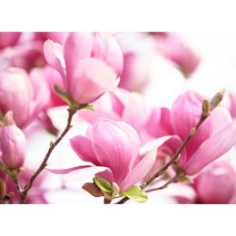 papermoon Fototapete &raquo;Pink Magnolia&laquo; glatt bunt Vlies B/L: 5m x 2,8m, Bahnen: 10 Stk.