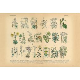 ARCHITECTS PAPER Fototapete &raquo;Medical Plant&laquo; Vlies, Wand, Schr&auml;ge bunt Vlies B/L: 4m x 2,7m