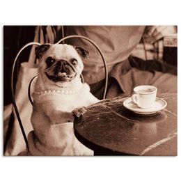Artland Wandbild &raquo;Kaffee Mops&laquo; Haustiere 1 Stk. tlg. als Leinwandbild, Poster in verschied. Gr&ouml;&szlig;en beige Leinwand B/H/T: 60cm x 45cm, Leinwandbild Haustiere 
