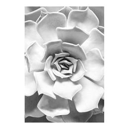 Komar Bild &raquo;Succulent Closeup&laquo; Bl&auml;tter Pflanzen 1 Stk. tlg. Wandbild zur Dekoration - ohne Rahmen bunt Holz, Papier B/H/T: 30cm x 40cm, Bl&auml;tter Pflanzen, 1 