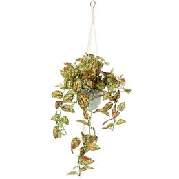 I.GE.A. Kunstpflanze &raquo;K&uuml;nstliche Fittonia H&auml;ngeampel mit Topf Kunstpflanze&laquo; Topfpflanze Kunstblume gr&uuml;n Polyester B/H/L: 40cm x 80cm x 38cm, 1 Stk.