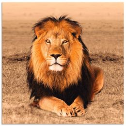 Artland Wandbild &raquo;L&ouml;we&laquo; Wildtiere 1 Stk. tlg. als Alubild, Leinwandbild, Poster in verschied. Gr&ouml;&szlig;en braun B/H/T: 30cm x 30cm, Alu-Dibond-Druck Wildtiere 