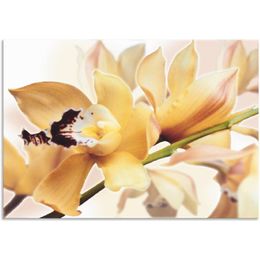 Artland Wandbild &raquo;Gelbe Orchidee&laquo; Blumenbilder 1 Stk. tlg. als Alubild, Leinwandbild in verschied. Gr&ouml;&szlig;en gelb B/H/T: 100cm x 70cm, Alu-Dibond-Druck 