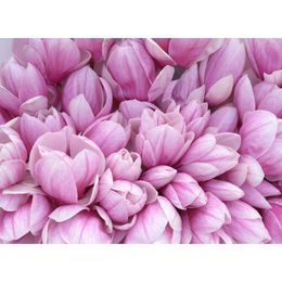 papermoon Fototapete &raquo;Pink Magnolia&laquo; glatt bunt Vlies B/L: 3m x 2,23m, Bahnen: 6 Stk.