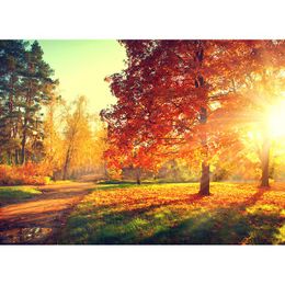 papermoon Fototapete &raquo;Autumn Trees&laquo; glatt bunt Vlies B/L: 4m x 2,6m, Bahnen: 8 Stk.