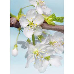 Komar Vliestapete &raquo;Vlies - Blossom - Gr&ouml;&szlig;e 184 x 248 cm&laquo; bedruckt glatt Wohnzimmer, Schlafzimmer wei&szlig; B/L: 184m x 248m, Rollen: 1