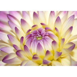 papermoon Fototapete &raquo;Macro Pink Flower&laquo; glatt bunt Vlies B/L: 4m x 2,6m, Bahnen: 8 Stk.