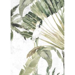Komar Bild &raquo;Oiseau Cacadoo&laquo; Natur 1 Stk. tlg. Wandbild zur Dekoration - ohne Rahmen bunt Holz, Papier B/H/T: 50cm x 70cm, Natur, 1 Stk.