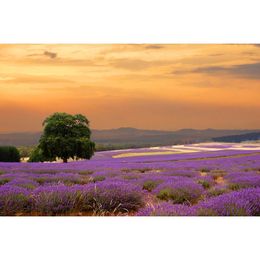 papermoon Fototapete &raquo;Lavender Field&laquo; glatt bunt Vlies B/L: 3,5m x 2,6m, Bahnen: 7 Stk.