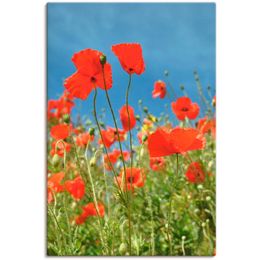 Artland Leinwandbild &raquo;Feld mit rotem Klatschmohn&laquo; Blumen 1 Stk. tlg. auf Holzrahmen gespannt rot Leinwand B/H/T: 40cm x 60cm, Leinwandbild Blumen Hochformat, 