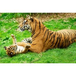 papermoon Fototapete &raquo;Tiger with Baby&laquo; glatt bunt Vlies B/L: 2m x 1,49m, Bahnen: 4 Stk.
