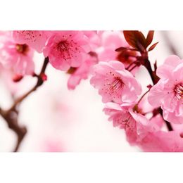 papermoon Fototapete &raquo;Peach Blossom&laquo; glatt bunt Vlies B/L: 3,5m x 2,6m, Bahnen: 7 Stk.