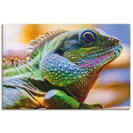Artland Leinwandbild &raquo;Farbiger Kopf eines Leguan&laquo; Reptilien 1 Stk. tlg. auf Holzrahmen gespannt bunt Leinwand B/H/T: 90cm x 60cm, Leinwandbild Reptilien 