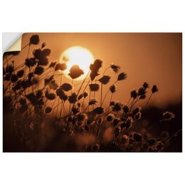 Artland Wandbild &raquo;Abendsonne - Tanz des Wollgrases&laquo; Gr&auml;ser 1 Stk. tlg. als Alubild, Leinwandbild, Poster, Wandaufkleber in verschied. Gr&ouml;&szlig;en braun Vinyl B/H/T