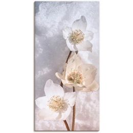 Artland Leinwandbild &raquo;Christrose im Schnee&laquo; Blumen 1 Stk. tlg. auf Holzrahmen gespannt schwarz Leinwand B/H/T: 20cm x 40cm, Leinwandbild Blumen Hochformat, 1 