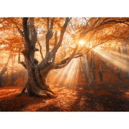 papermoon Fototapete &raquo;Magical Old Tree&laquo; glatt bunt Vlies B/L: 1,5m x 1,11m, Bahnen: 7 Stk.