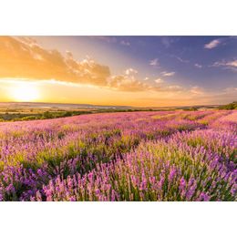 papermoon Fototapete &raquo;Lavender Field&laquo; glatt bunt Vlies B/L: 3,5m x 2,6m, Bahnen: 7 Stk.