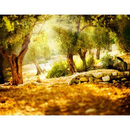 papermoon Fototapete &raquo;Olive Trees&laquo; glatt bunt Vlies B/L: 3,5m x 2,6m, Bahnen: 7 Stk.