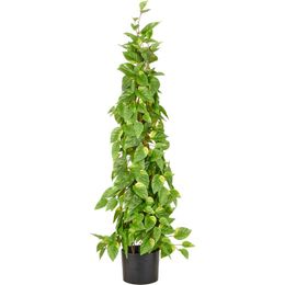 Creativ green Kunstpflanze &raquo;Epipremnum&laquo; in Pyramidenform Obermaterial: 100% Kunststoff B/H/L: 125cm, 1 Stk.