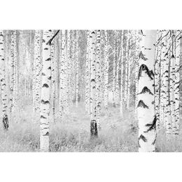 Komar Vliestapete &raquo;Vlies - Woods - Gr&ouml;&szlig;e 368 x 248 cm&laquo; bedruckt glatt Wohnzimmer, Schlafzimmer bunt Vlies B/L: 368m x 248m, Rollen: 1