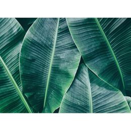 Livingwalls living walls Fototapete &raquo;Designwalls Banana Leaves 1&laquo; glatt Vlies, Wand, Schr&auml;ge, Decke gr&uuml;n Vlies B/L: 3,5m x 2,55m