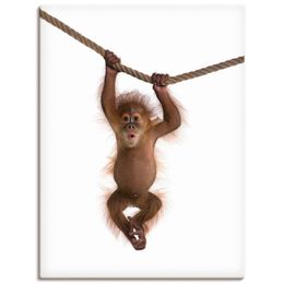 Artland Leinwandbild &raquo;Baby Orang Utan h&auml;ngt an Seil II&laquo; Wildtiere 1 Stk. tlg. auf Holzrahmen gespannt wei&szlig; B/H/T: 60cm x 80cm, Leinwandbild Wildtiere 