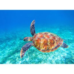 papermoon Fototapete &raquo;Big Green Sea Turtle&laquo; glatt bunt Vlies B/L: 3m x 2,23m, Bahnen: 6 Stk.
