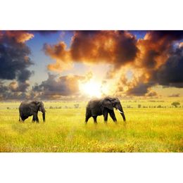 papermoon Fototapete &raquo;African Elephants&laquo; glatt bunt Vlies B/L: 2,5m x 1,86m, Bahnen: 5 Stk.