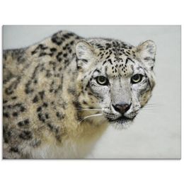 Artland Glasbild &raquo;Schneeleopard&laquo; Wildtiere 1 Stk. tlg. in verschiedenen Gr&ouml;&szlig;en schwarz B/H/T: 60cm x 45cm, Glasbild Wildtiere Querformat, 1 Stk.