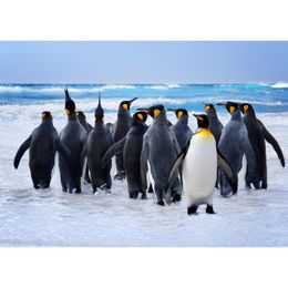 papermoon Fototapete &raquo;King Penguins&laquo; glatt bunt Vlies B/L: 4m x 2,6m, Bahnen: 8 Stk.
